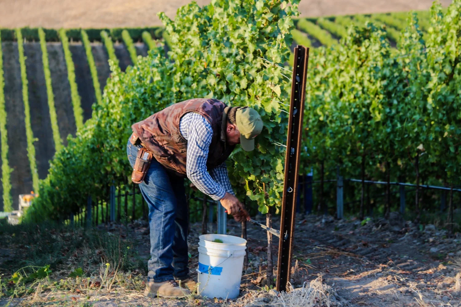 Vineyard Management — Coastal Vineyard Care