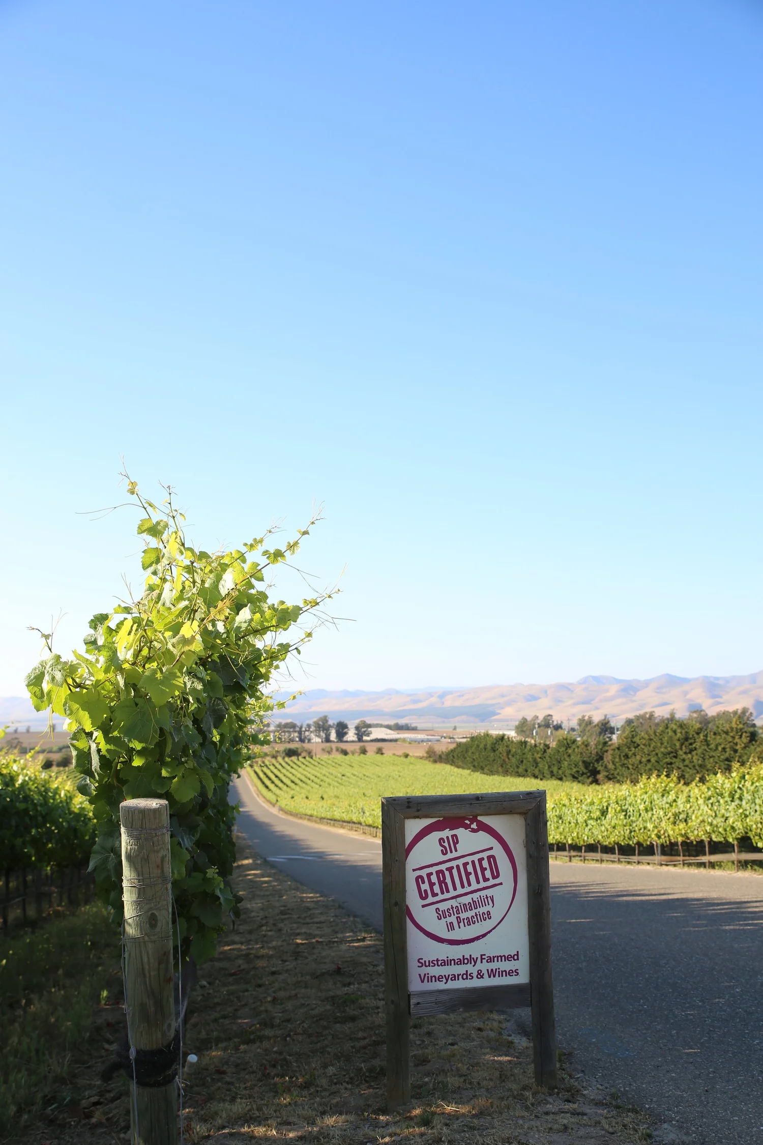 Vineyard Management — Coastal Vineyard Care