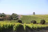 Vineyard Management — Coastal Vineyard Care