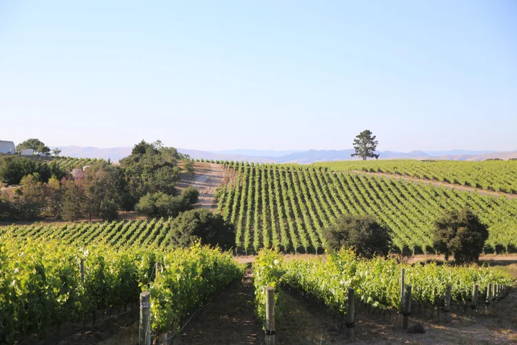 Vineyard Management — Coastal Vineyard Care