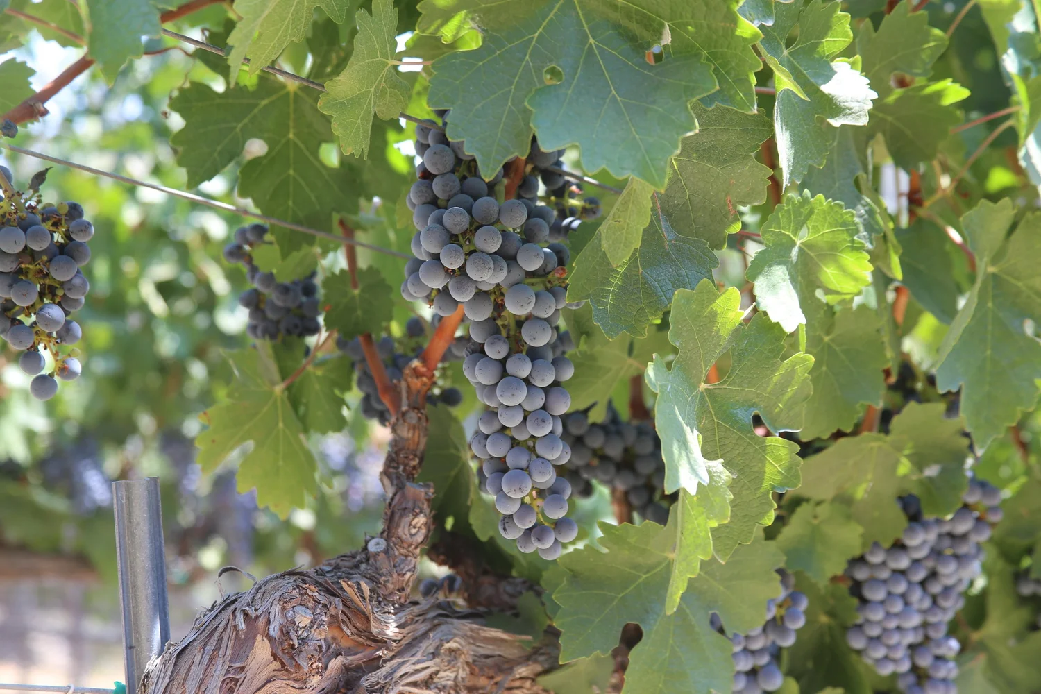 Vineyard Management — Coastal Vineyard Care
