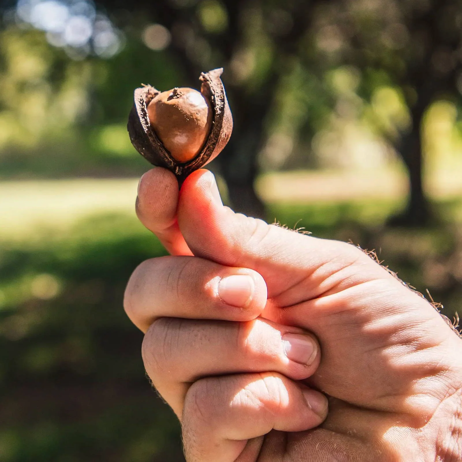 Hawaii Macadamia Nut Association