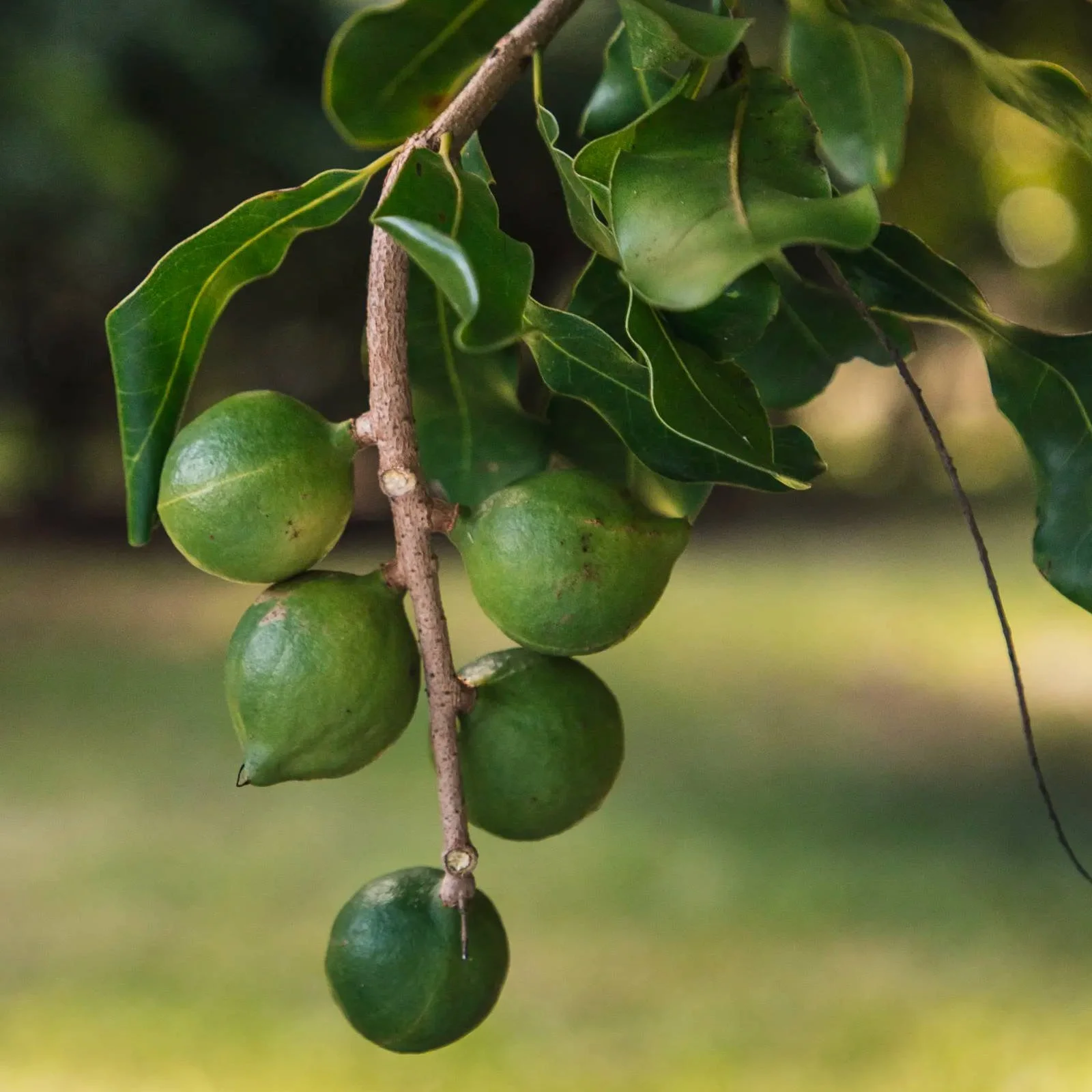 Hawaii Macadamia Nut Association