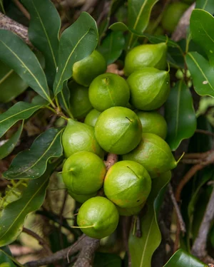 Hawaii Macadamia Nut Association