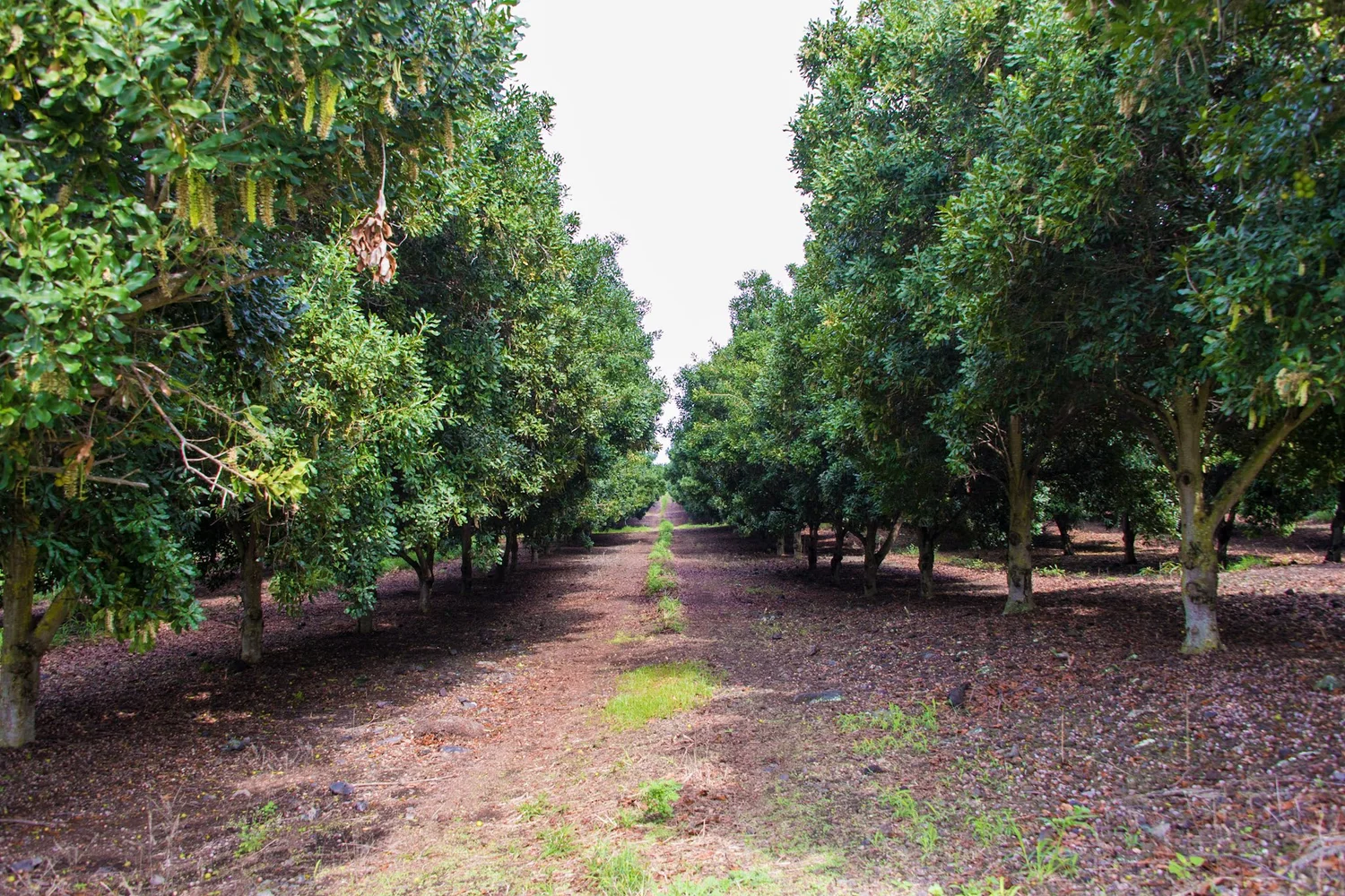 History of Macadamia Nuts in Hawaii — Hawaii Macadamia Nut Association