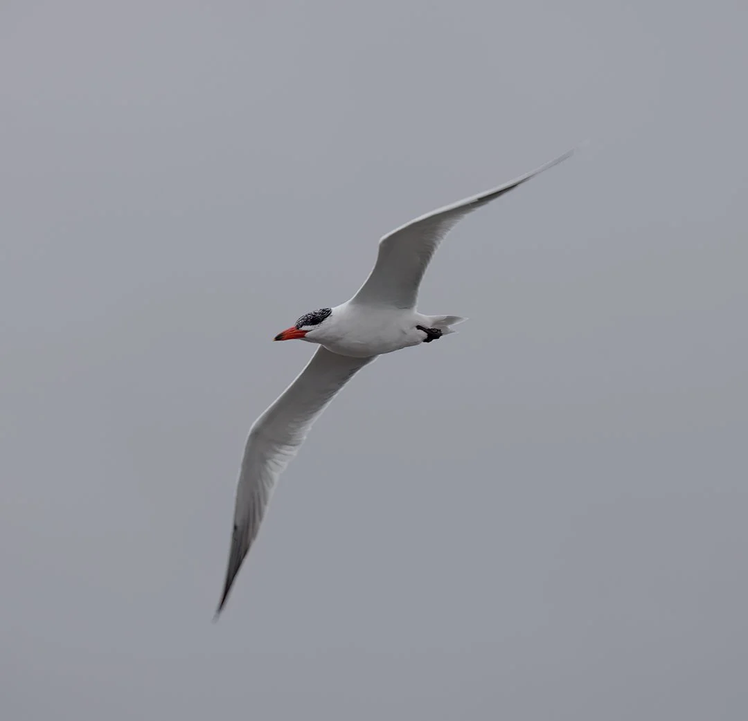 Rob Scotcher Photography