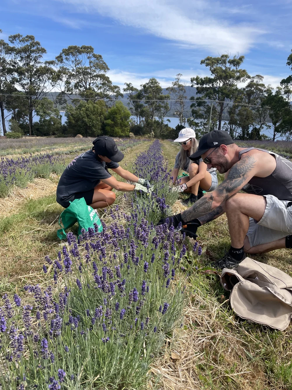 DISCOVER THE FARM — Ecological Elegance Crafted at Lavender Goat Farm
