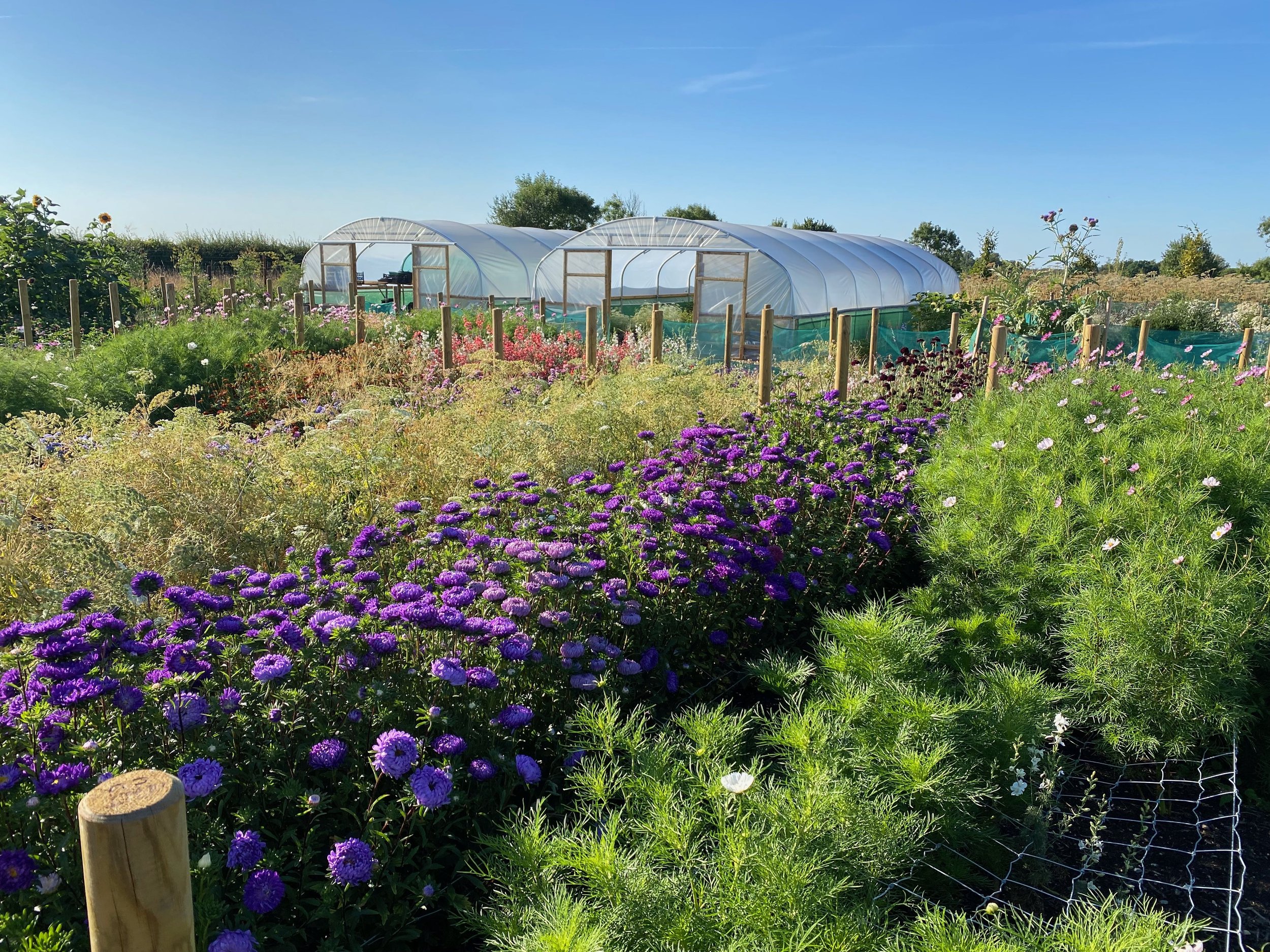 Farm Tours — Chippy Flower Farm