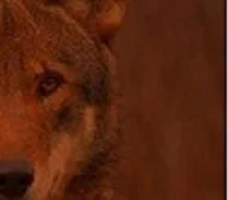 Red Wolf Country Radio | Eustis, Florida