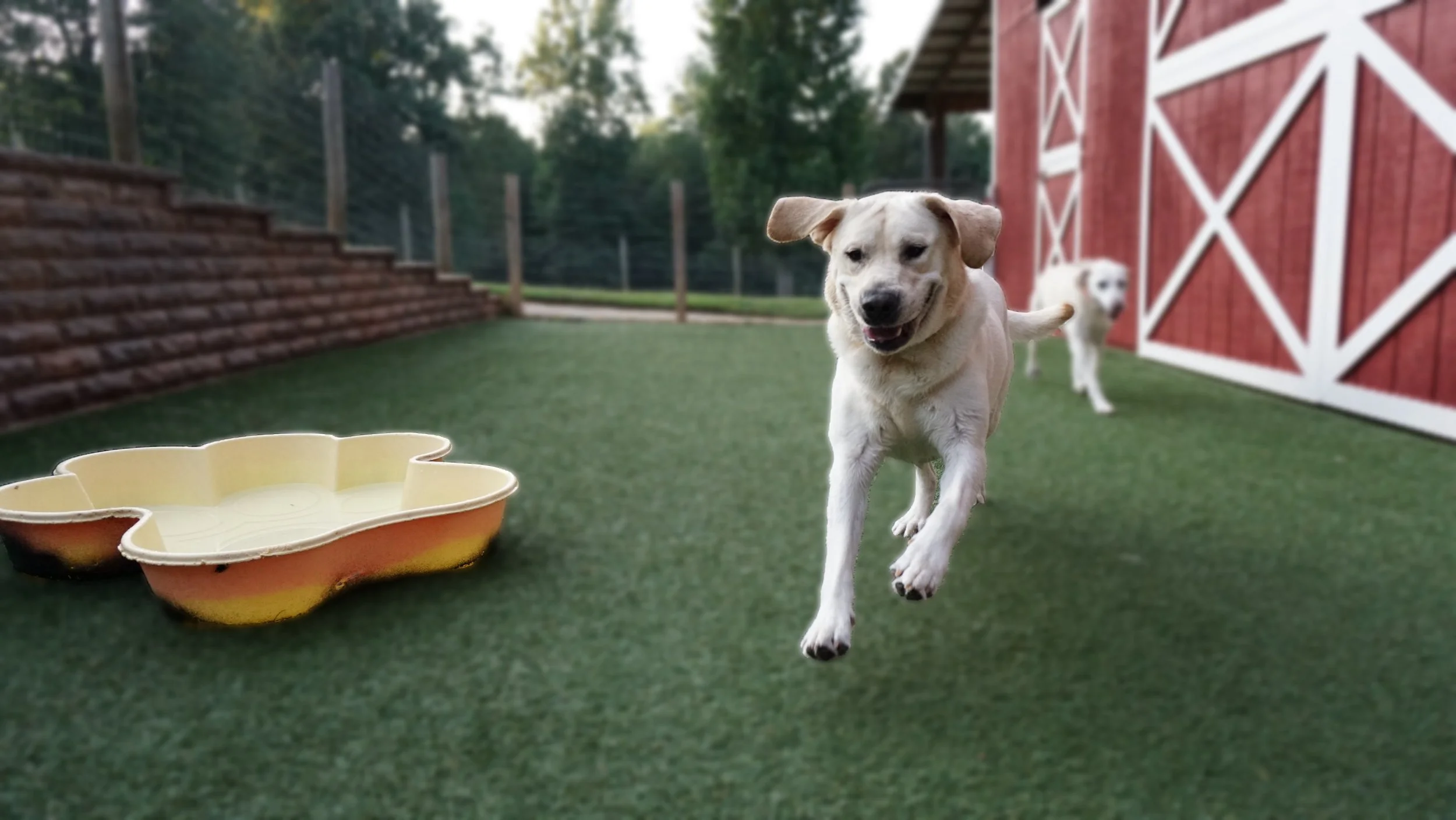 Red Barn Kennels Georgia Services — Red Barn Kennels Georgia