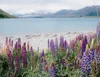 What To Do Around Lake Tekapo, The South Island's Vivid Blue Lake — PETRINA DARRAH