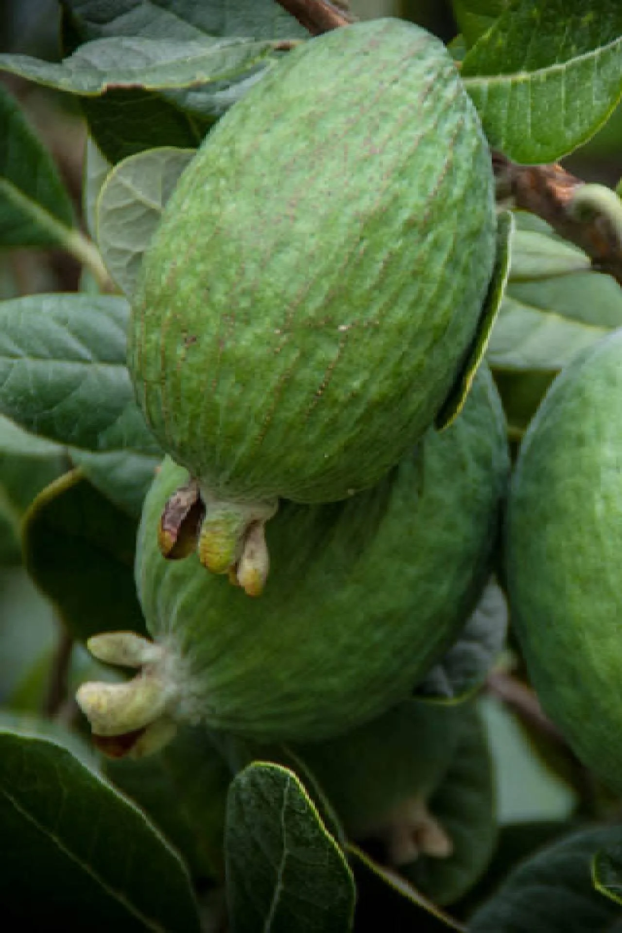 What To Eat In New Zealand: National Foods To Try — PETRINA DARRAH