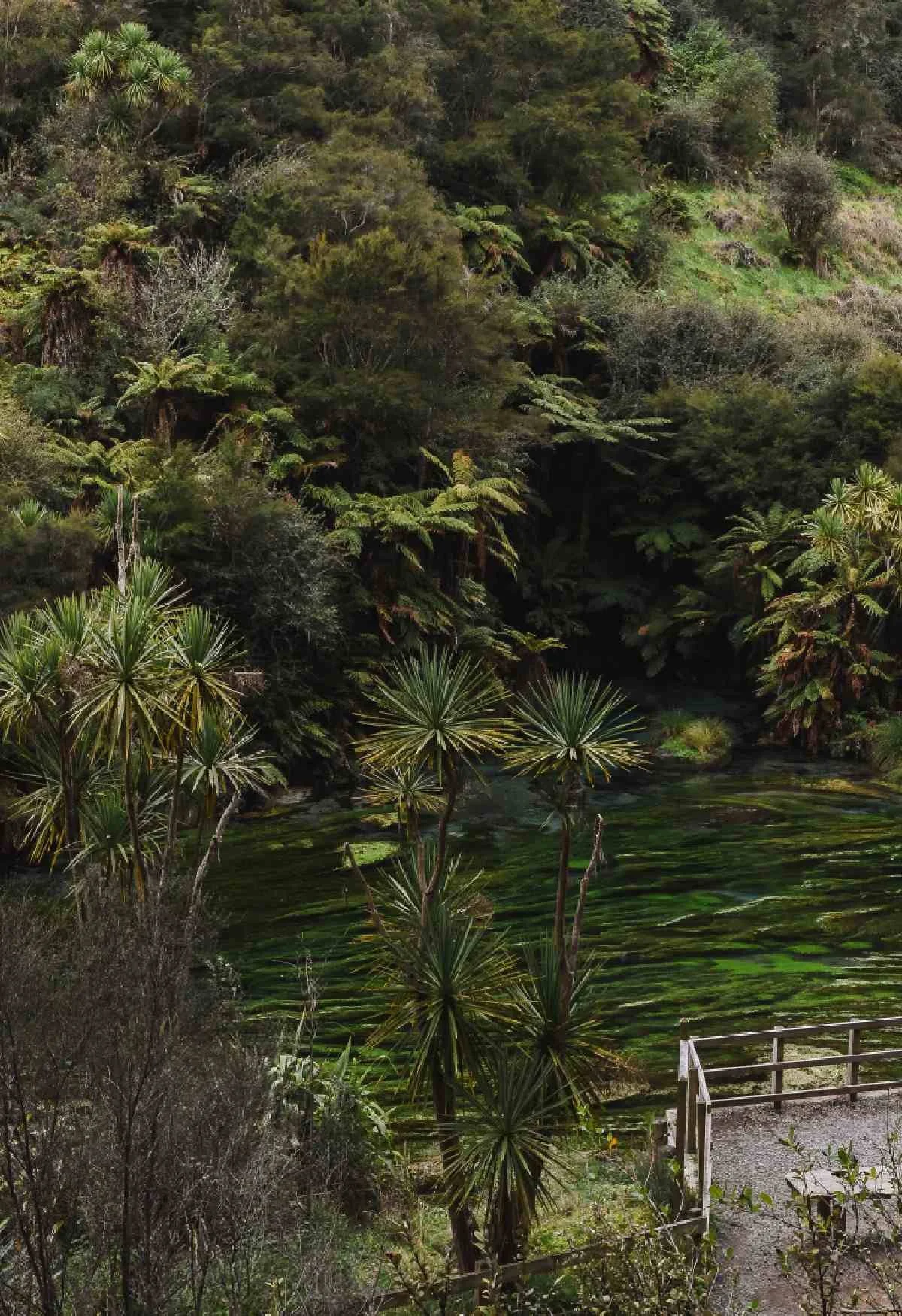Driving from Auckland to Wellington: 8 places to stop on the way ...