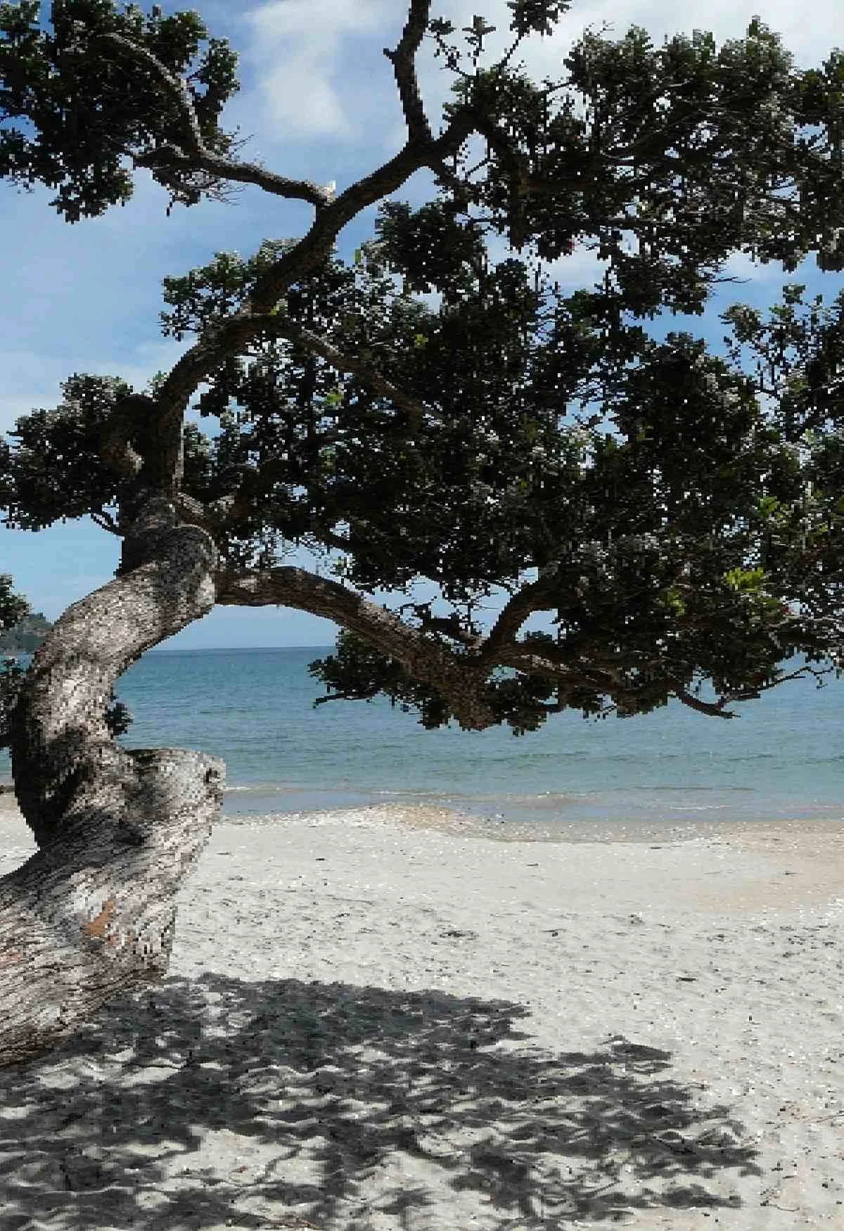 13 Awesome Things to Do on Waiheke Island (For Wine Lovers & Non ...