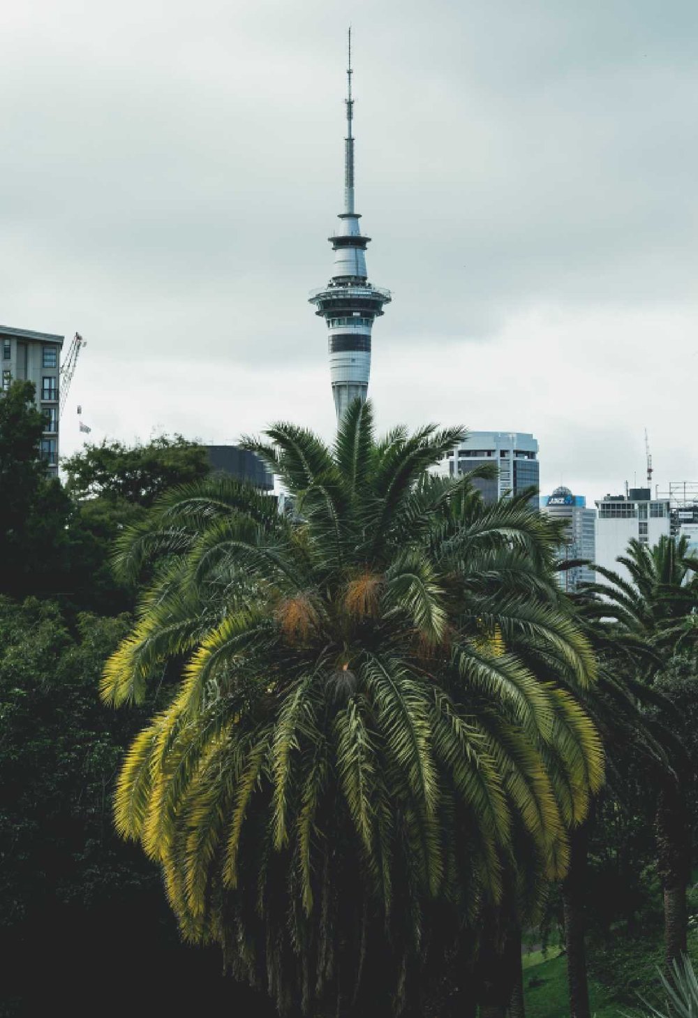 24 Unique Things To Do In Auckland: A Local's Guide — Petrina Darrah