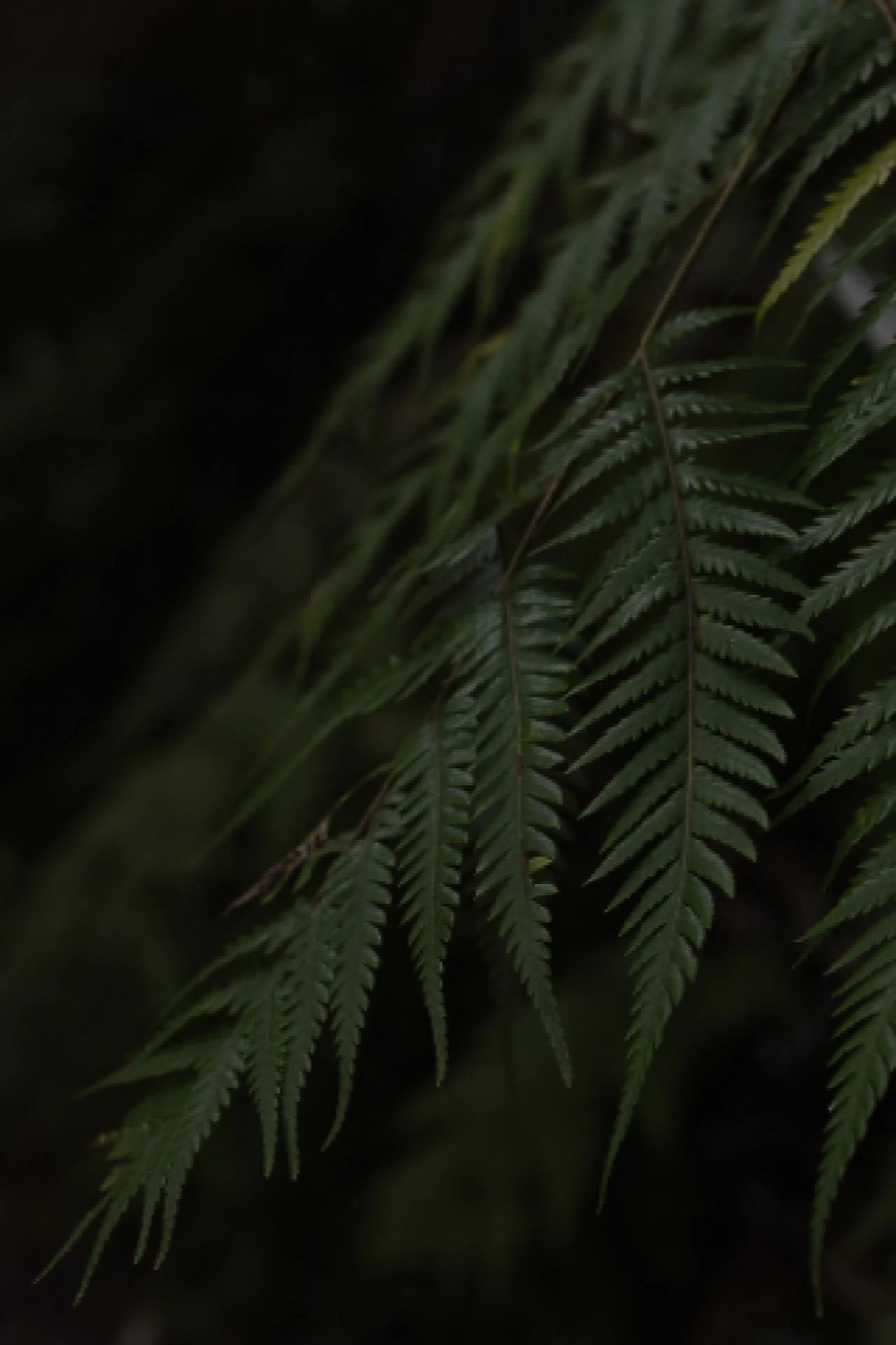 14 Epic Auckland Walks And Hikes For Nature Lovers — Petrina Darrah