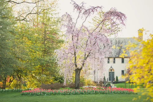 Skip DC: Complete Guide to Baltimore's Beautiful Cherry Blossom ...