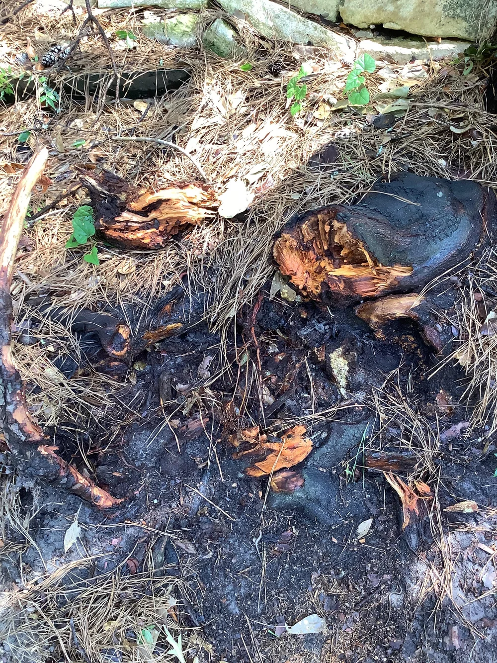 Root Rot — ArborSource Tree Experts