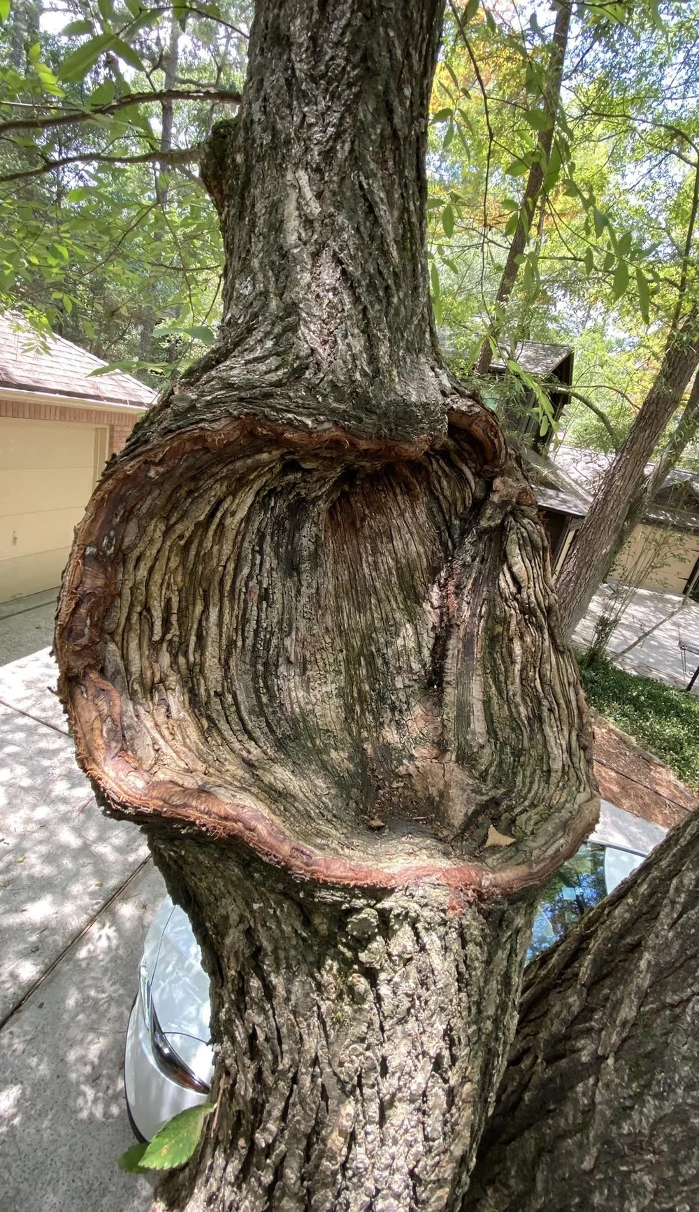 How Trees Heal Themselves — ArborSource Tree Experts