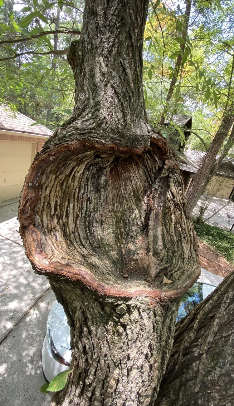 How Trees Heal Themselves — ArborSource Tree Experts