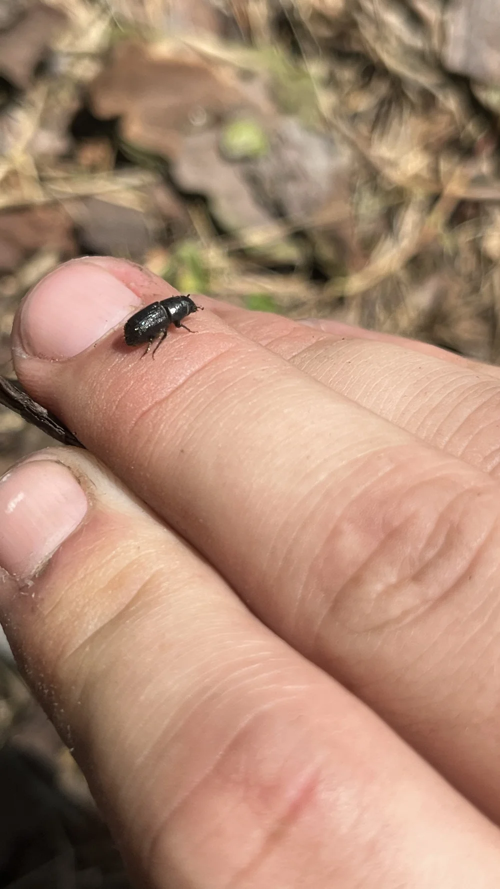 Pine Bark Beetles — ArborSource Tree Experts