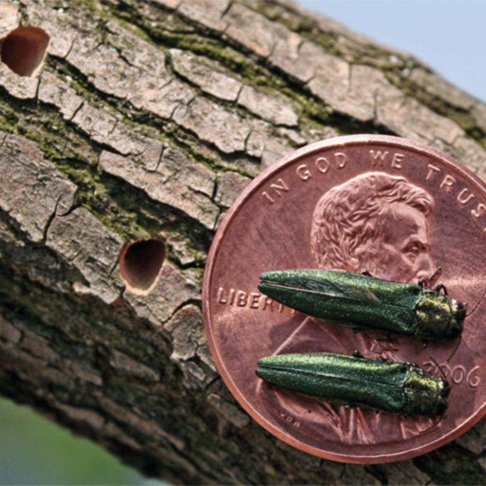 The Emerald Ash Borer — ArborSource Tree Experts