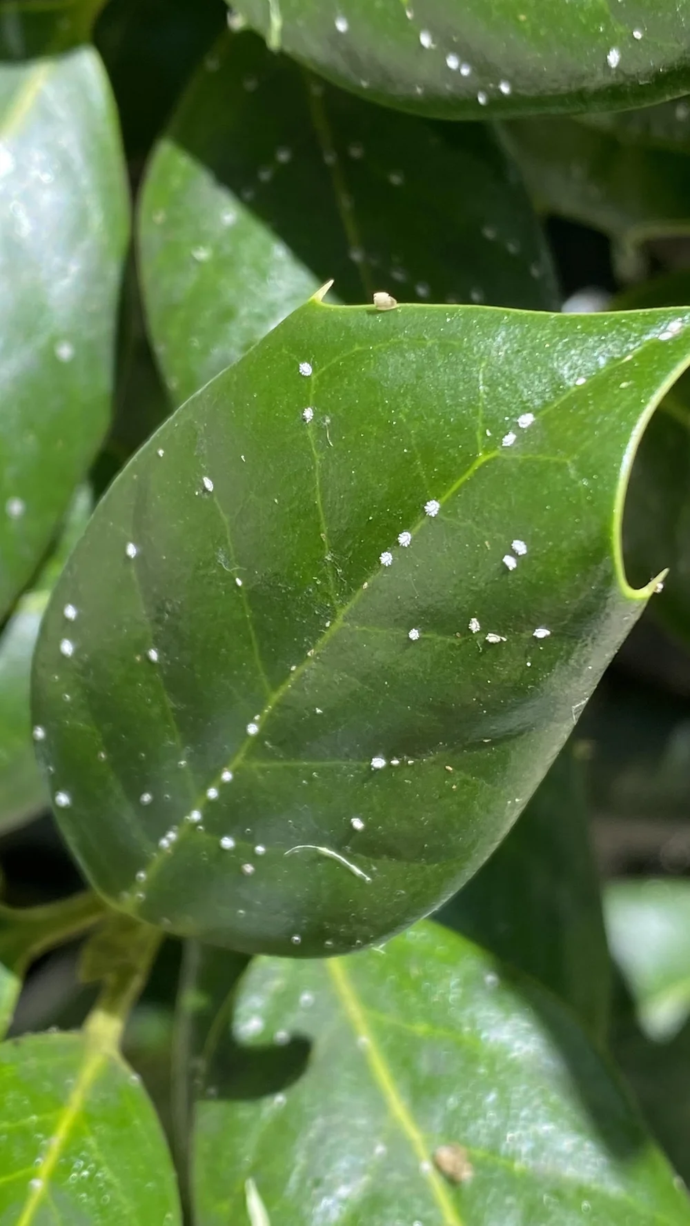 Scale Crawlers — ArborSource Tree Experts