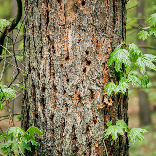 A Trees Warning Signs — ArborSource Tree Experts