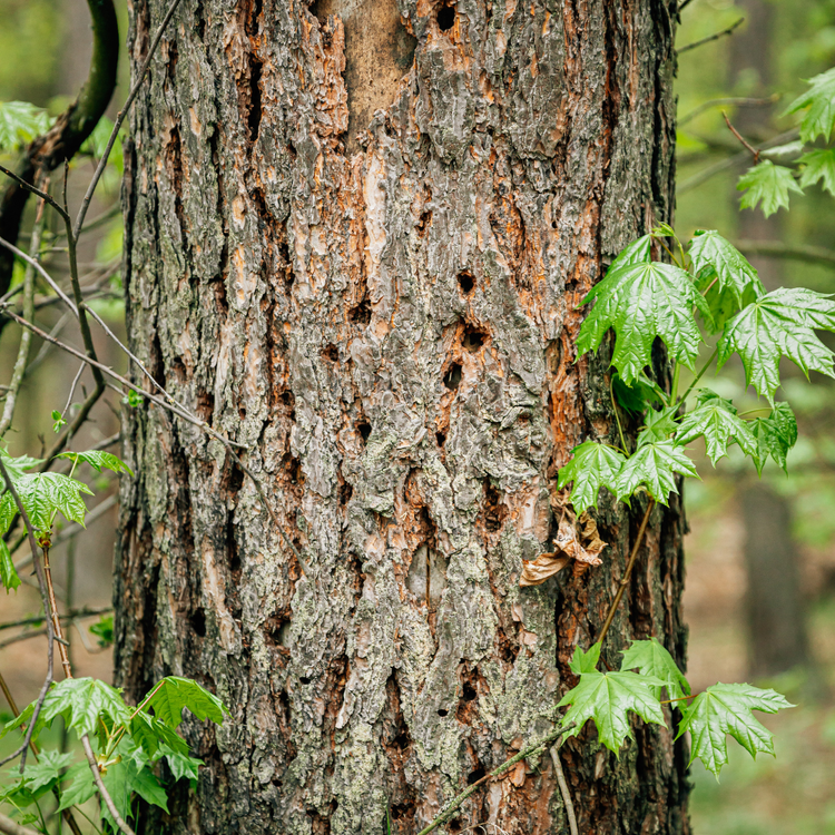 A Trees Warning Signs — ArborSource Tree Experts