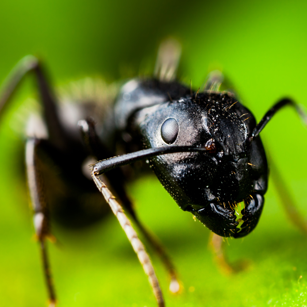 Carpenter Ants — ArborSource Tree Experts