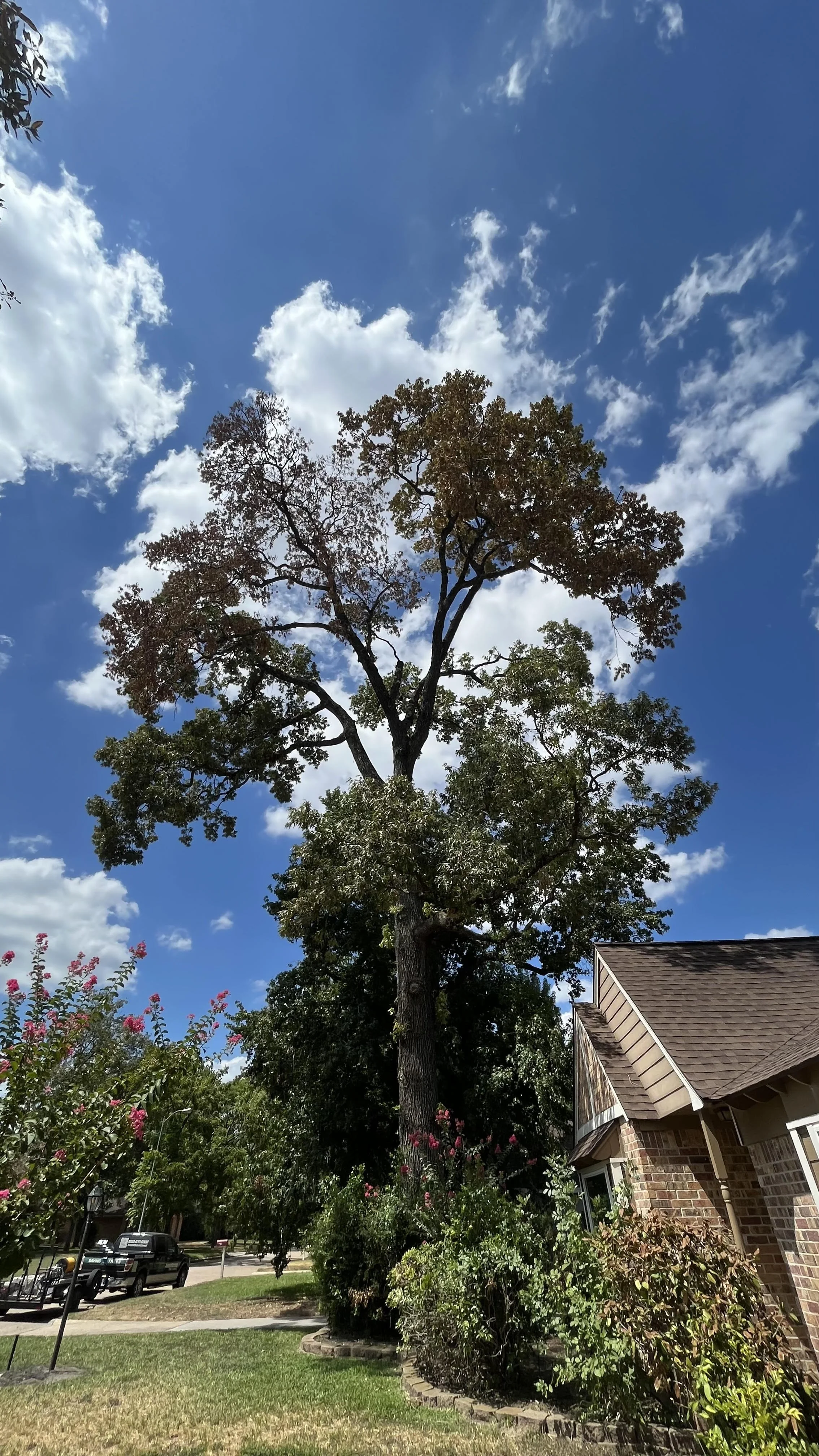 When is pruning necessary? — ArborSource Tree Experts