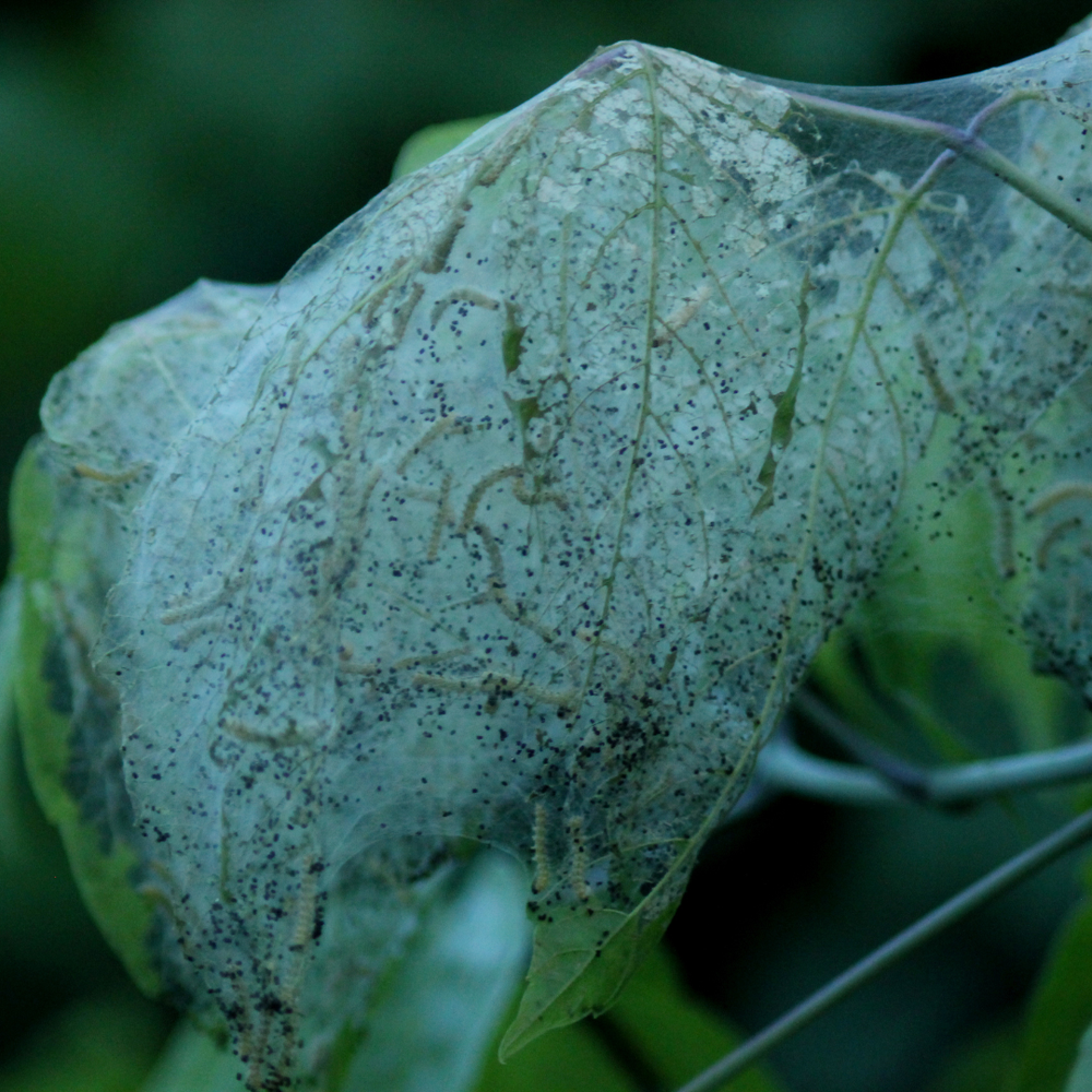 Fall Web Worms — ArborSource Tree Experts