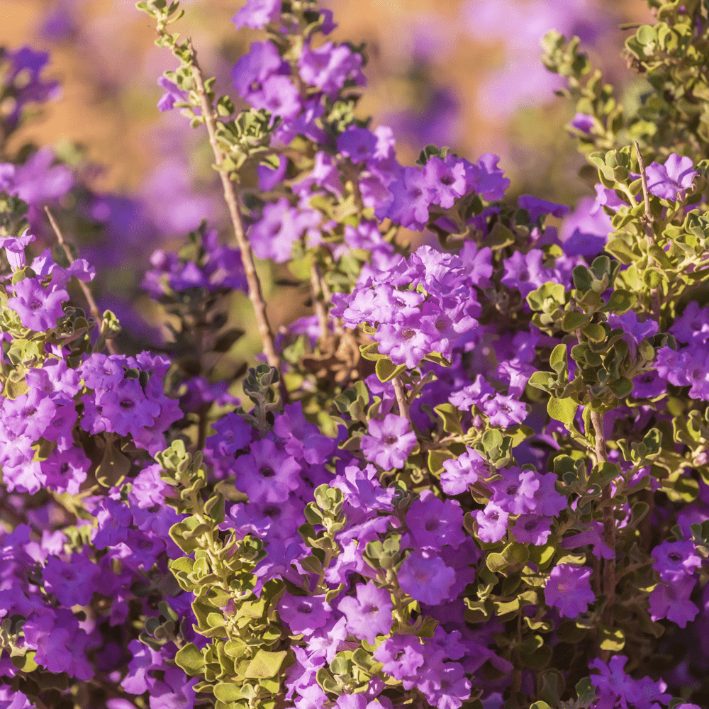 Beautiful Native Shrubs to Plant in Texas — ArborSource Tree Experts