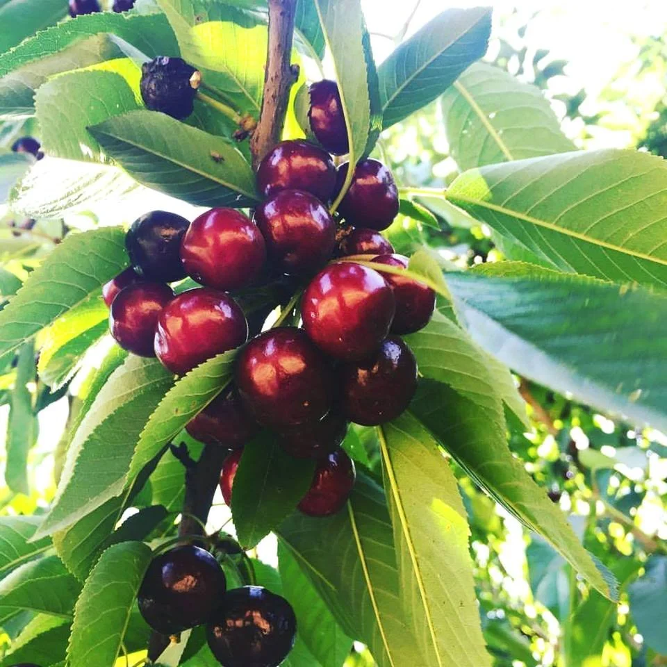 Practices | California Certified Organic — Riverdance Farms