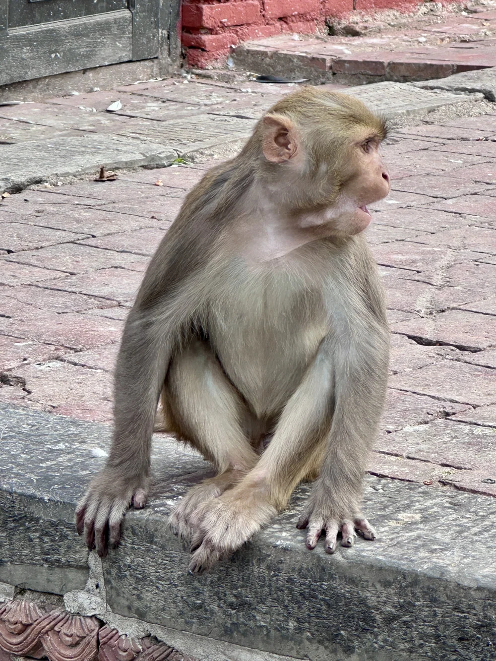 Pashupatinath Temple - Kathmandu Snapshots — Freewheeling Kiwi