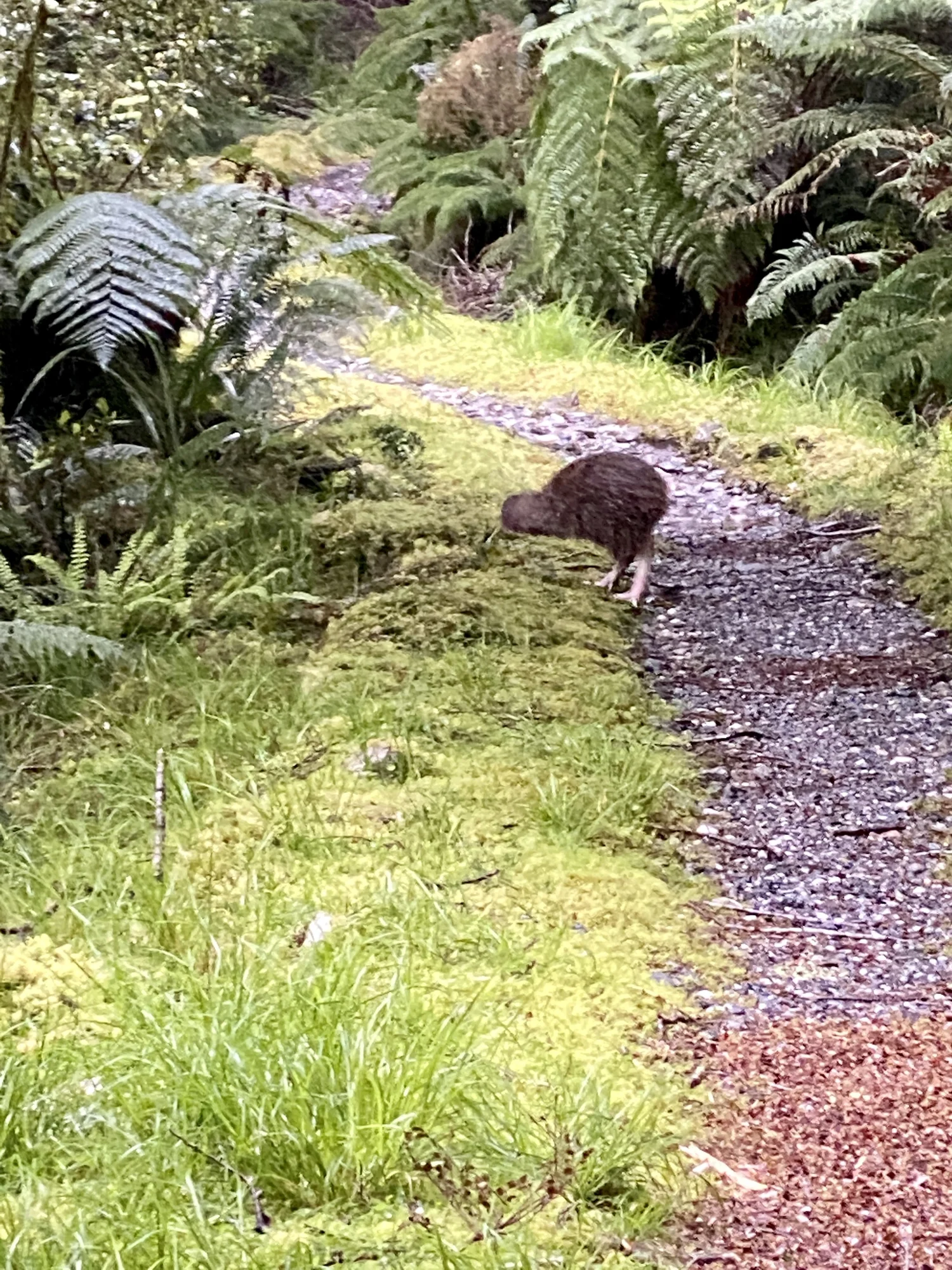 Milford Track - Great Walks Snapshot — Freewheeling Kiwi