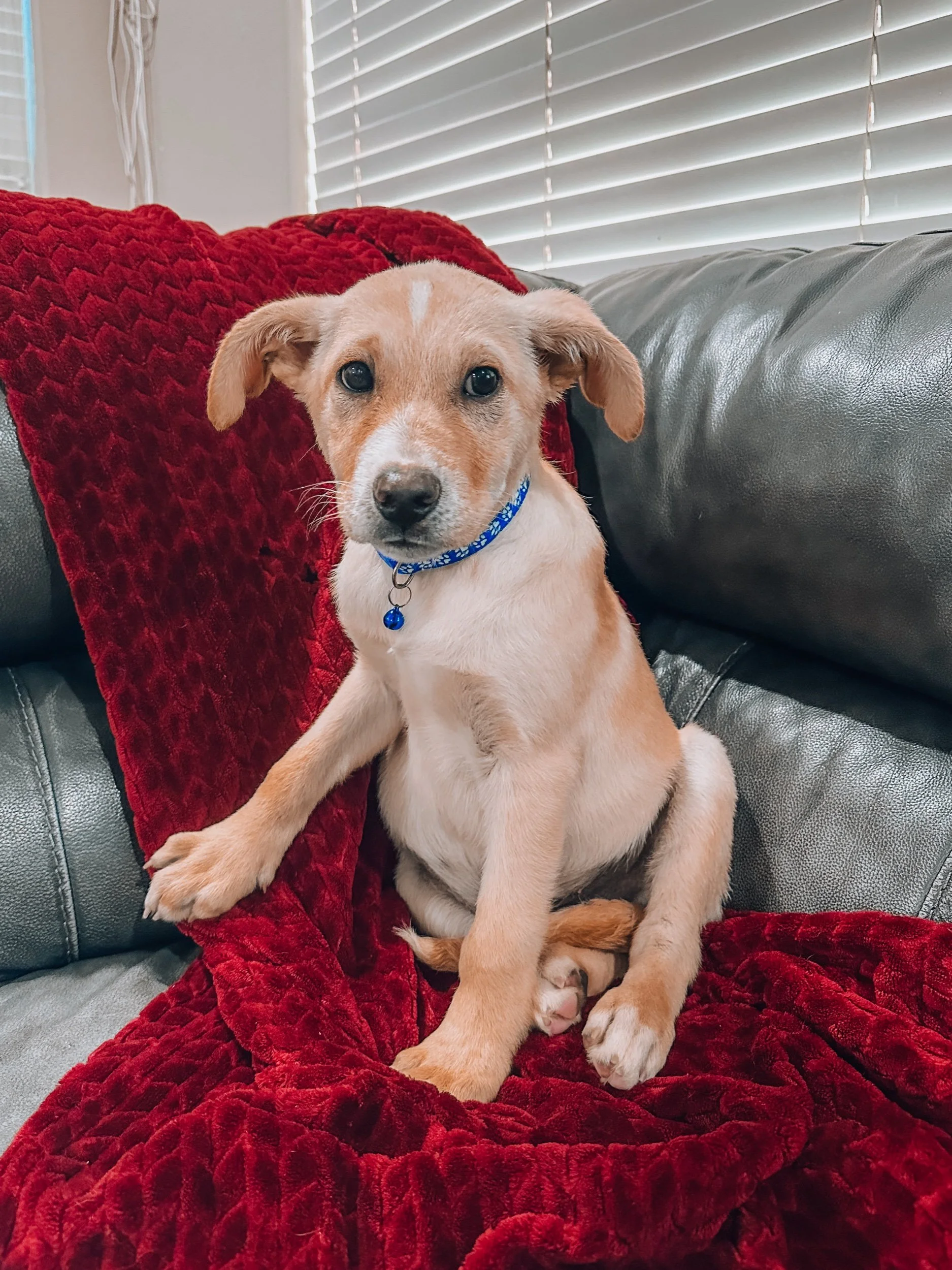 WEST VALLEY ANIMAL RESCUE