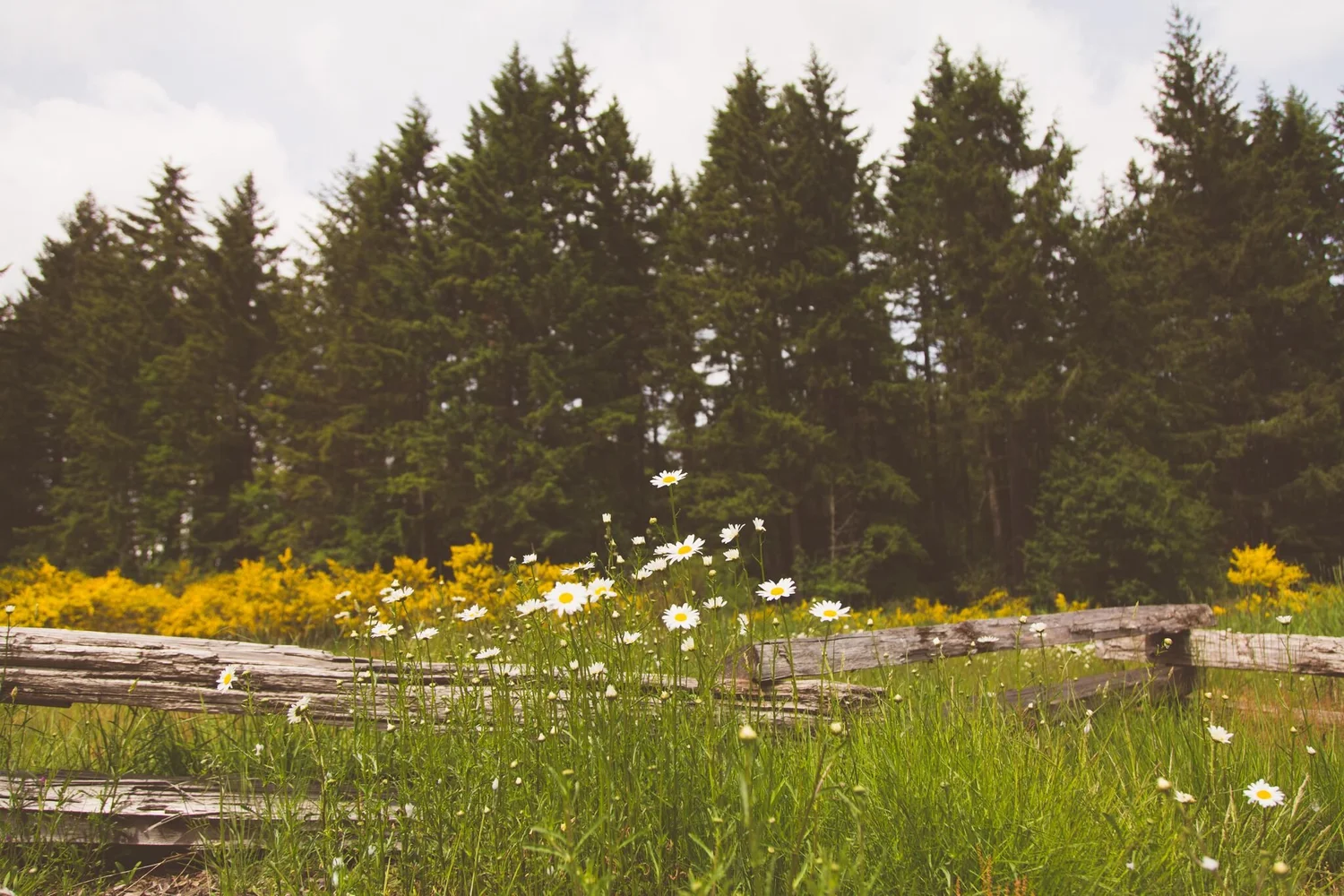 Photo Gallery — Cedars Recovery