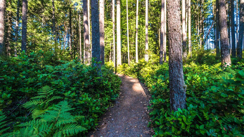 Photo Gallery — Cedars Recovery