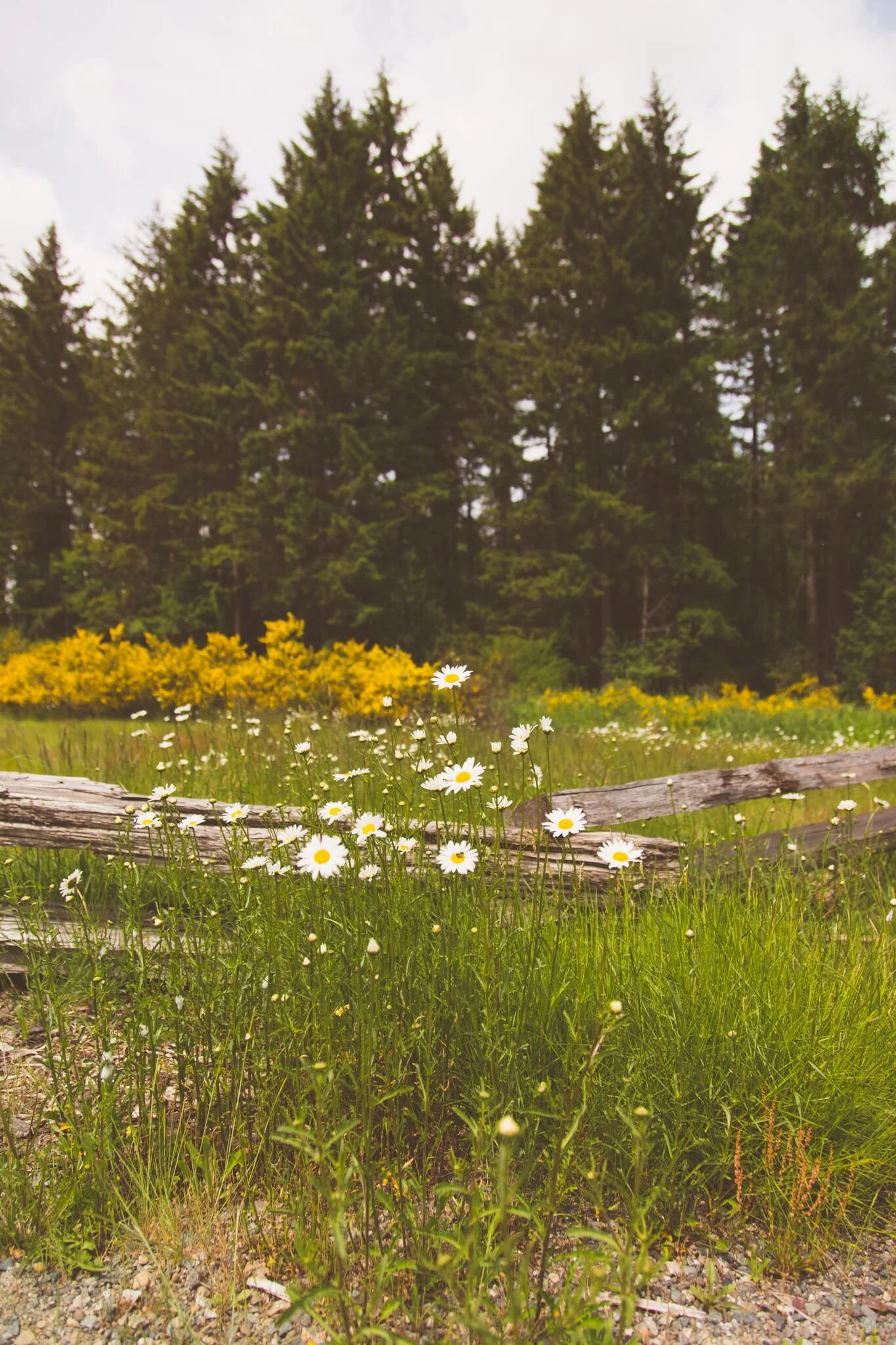 Photo Gallery — Cedars Recovery