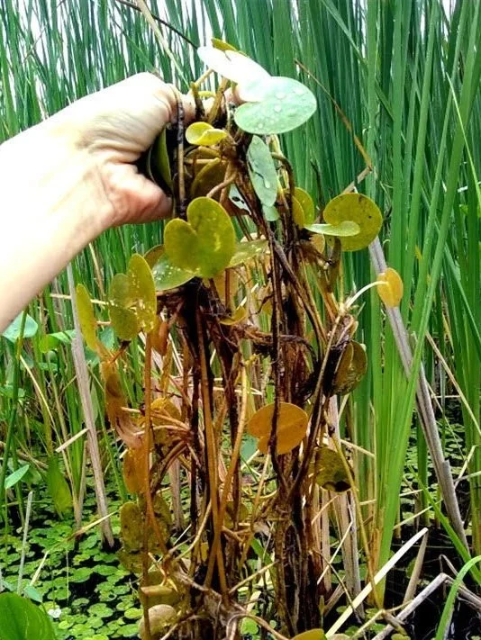 Invasive Aquatic Plants | Cobbosseecontee Lake Association