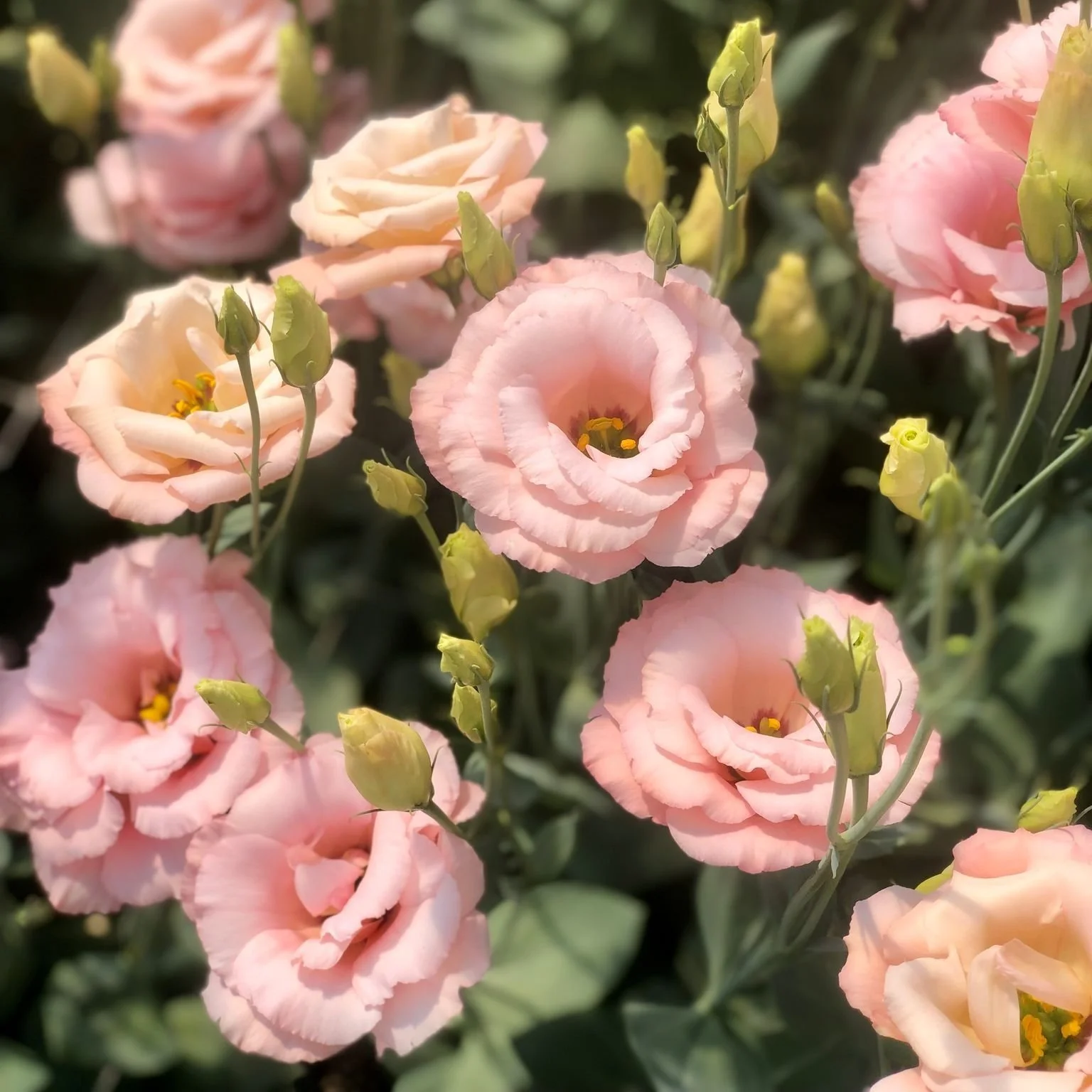 Local Fresh Flowers — Fodor Tree Farm