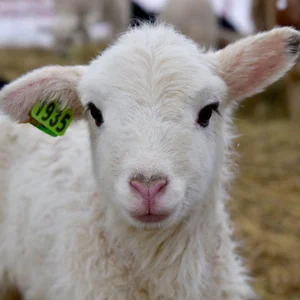 Lambs for Sale — Bobolink Farm