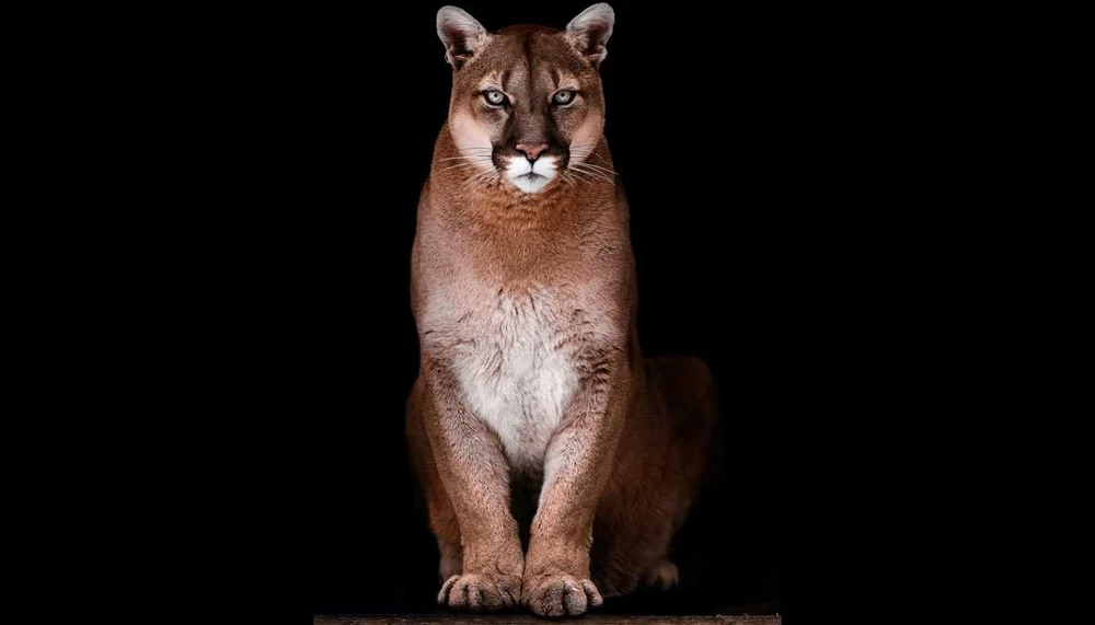 Cougars on the Cliff