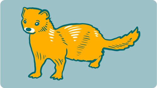 Animal Dissection — Animalearn