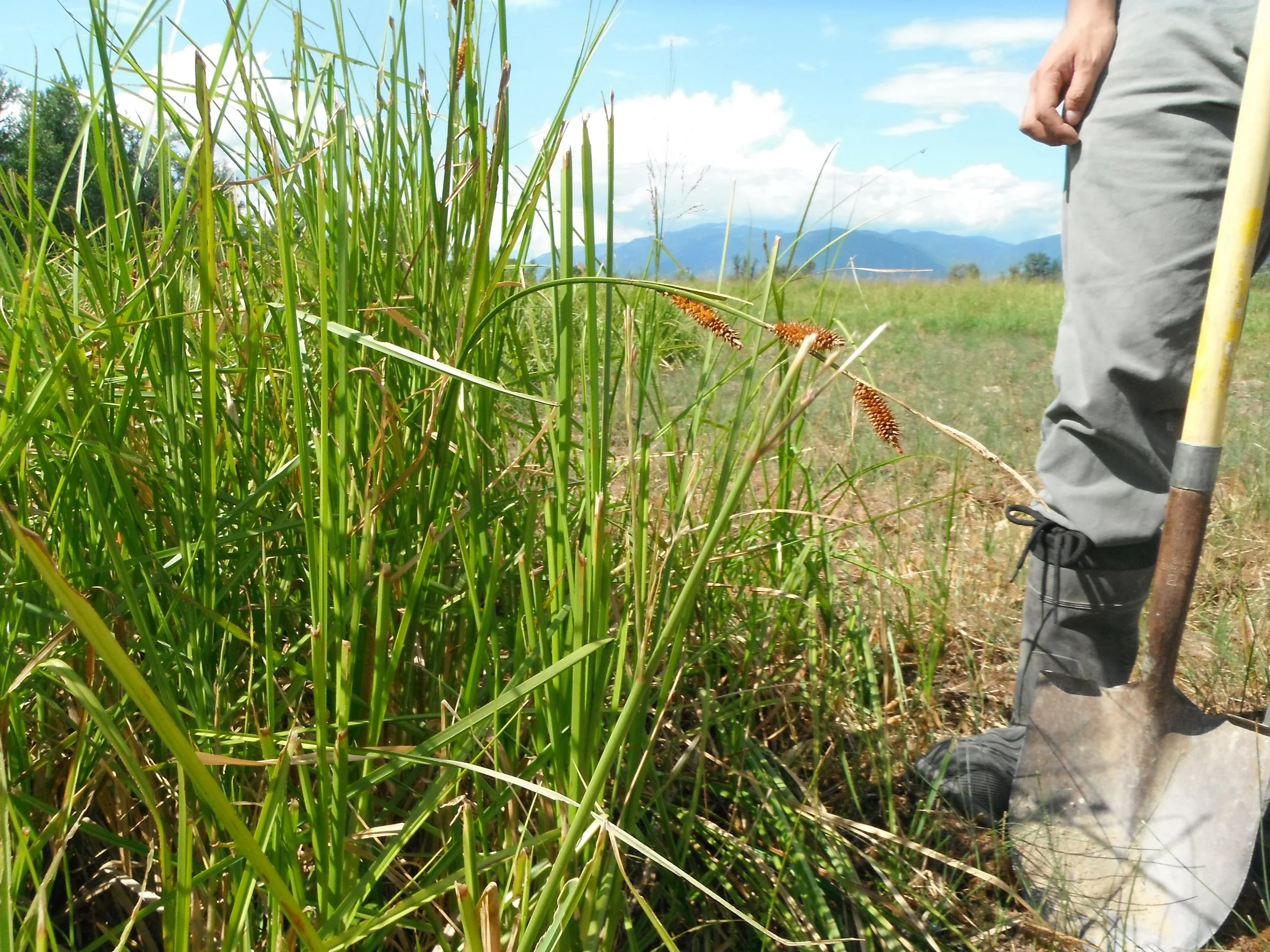 Ecosystem Restoration & Enhancement — Masse Environmental