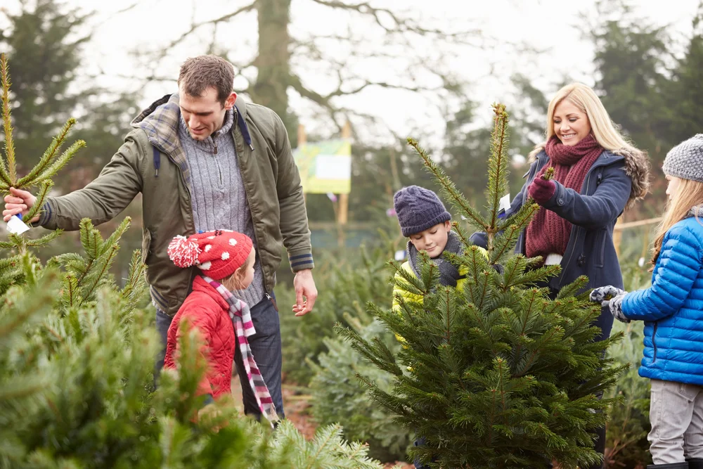 Trees — Menefee Tree Farm