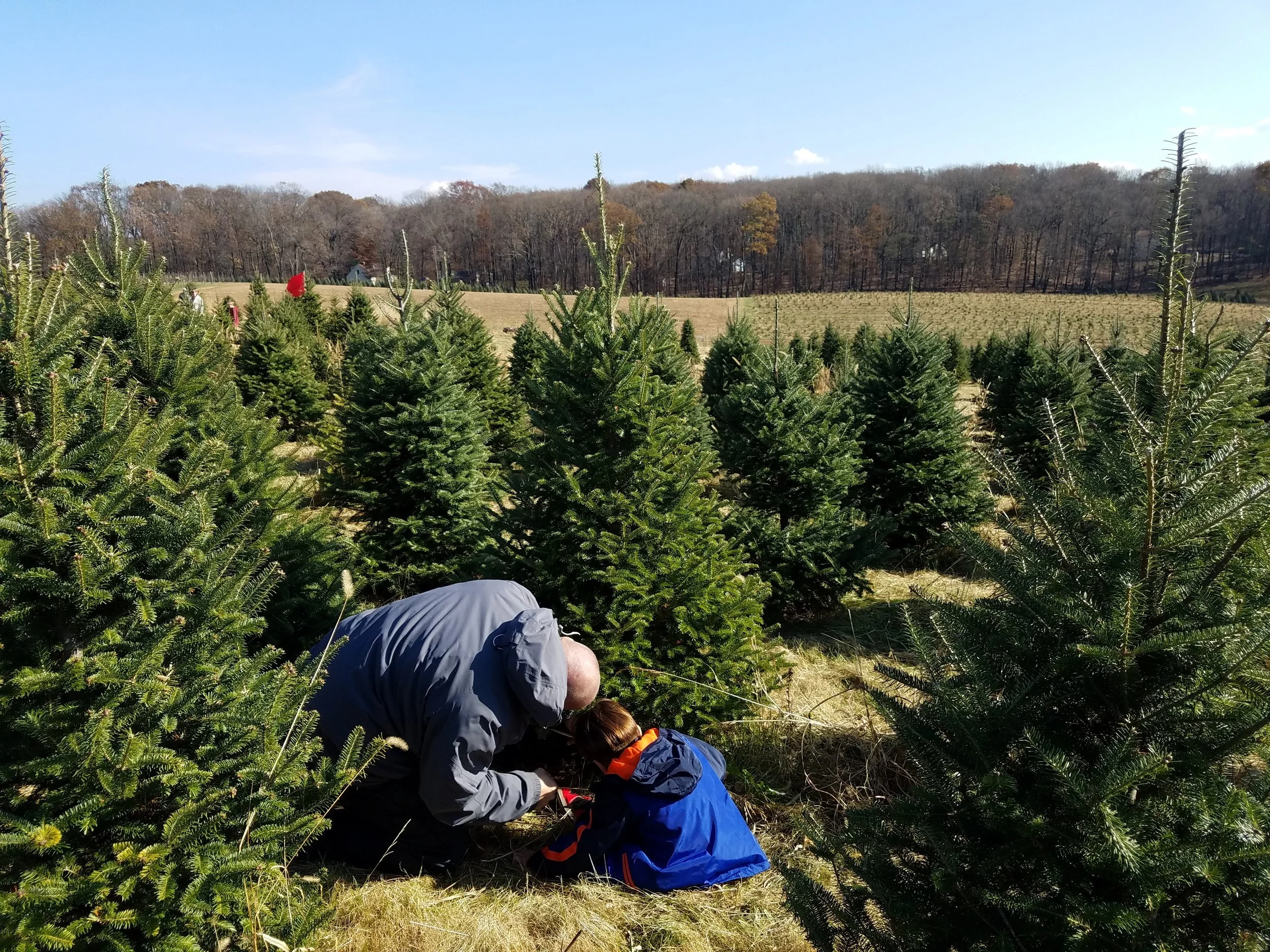 Trees — Menefee Tree Farm
