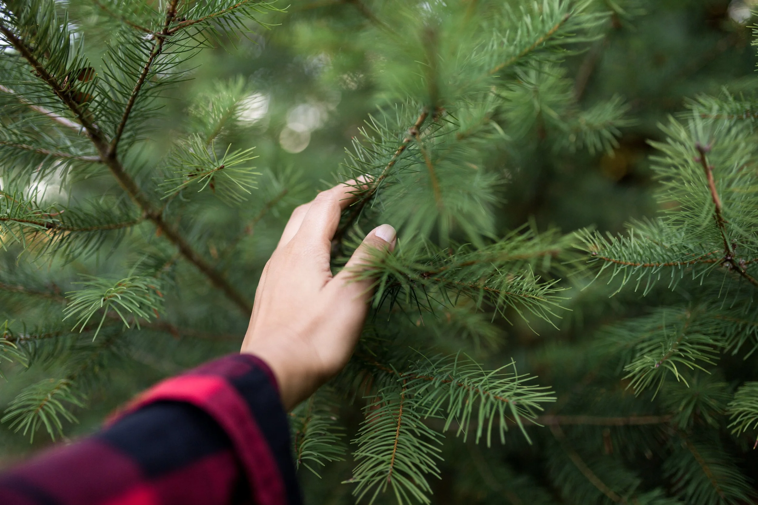 Our Story — Menefee Tree Farm