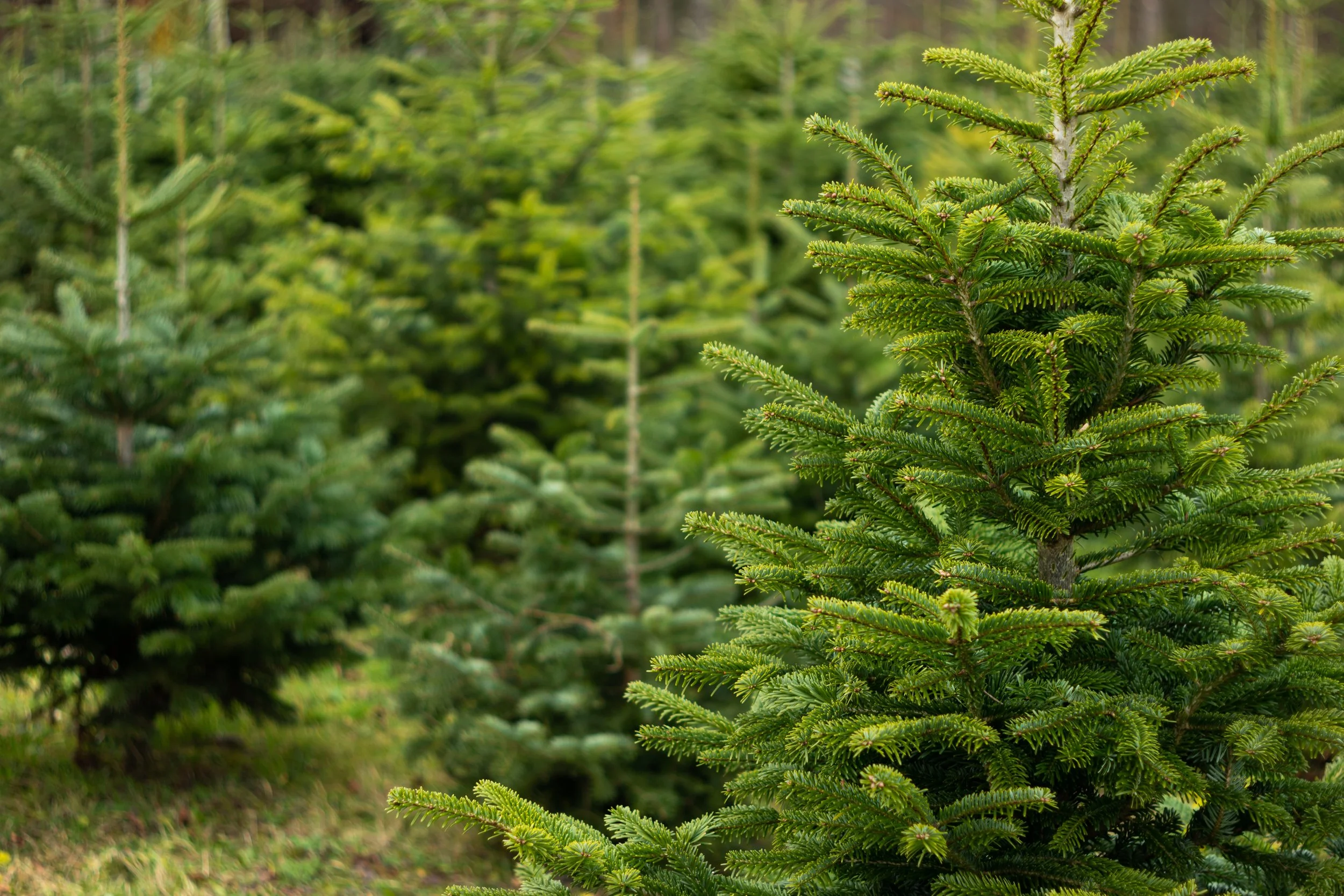 Trees — Menefee Tree Farm